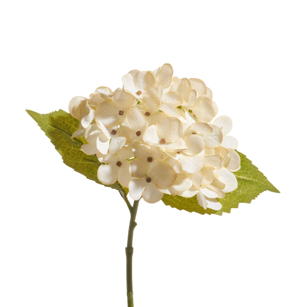 Cream Hydrangea Stem – Simone & Ivy